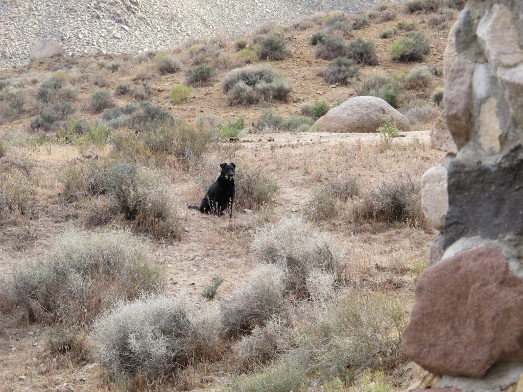 Rats and Hantavirus in Death Valley or, Willow Goes Hunting ...