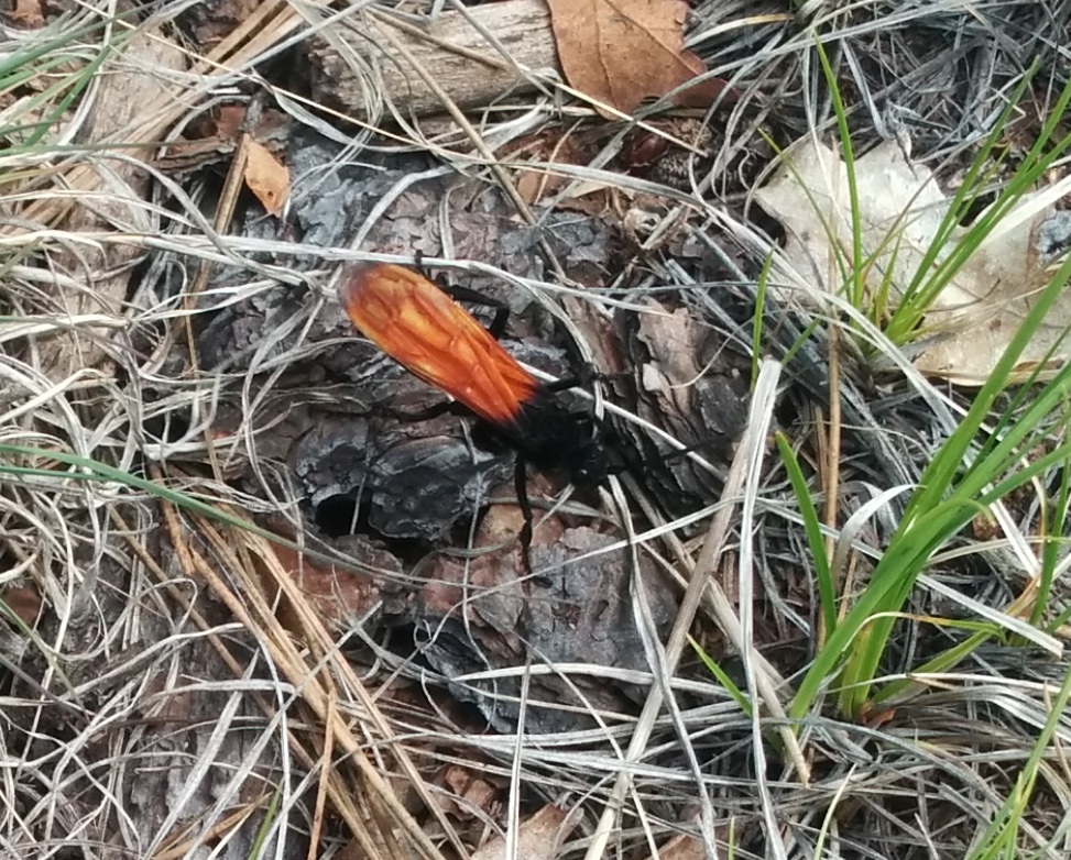 The Tarantula Hawk – Adventures With Dog